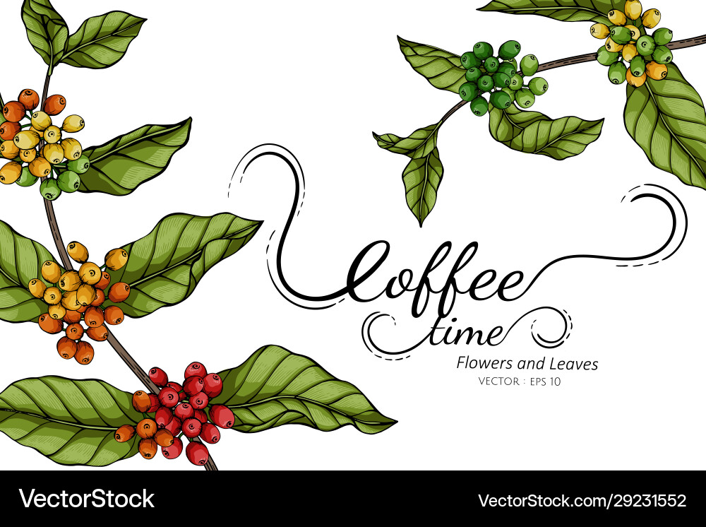 Coffee flower and leaf drawing with line art Vector Image
