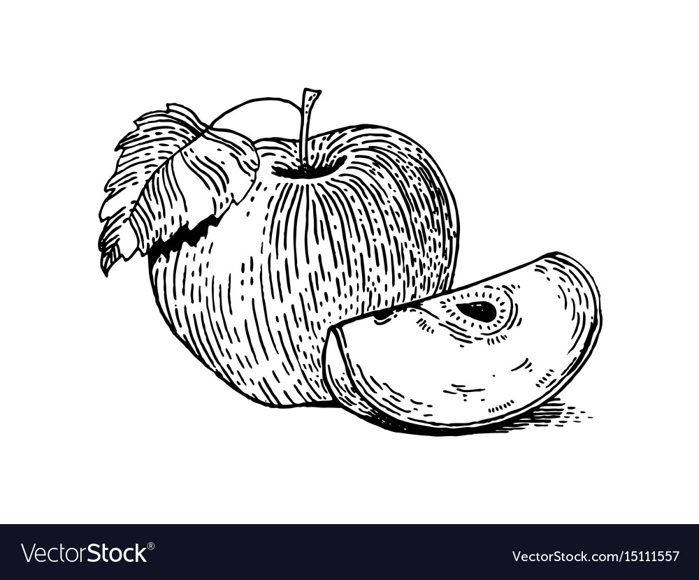 Apple Fruit Engraving Style Royalty Free Vector Image
