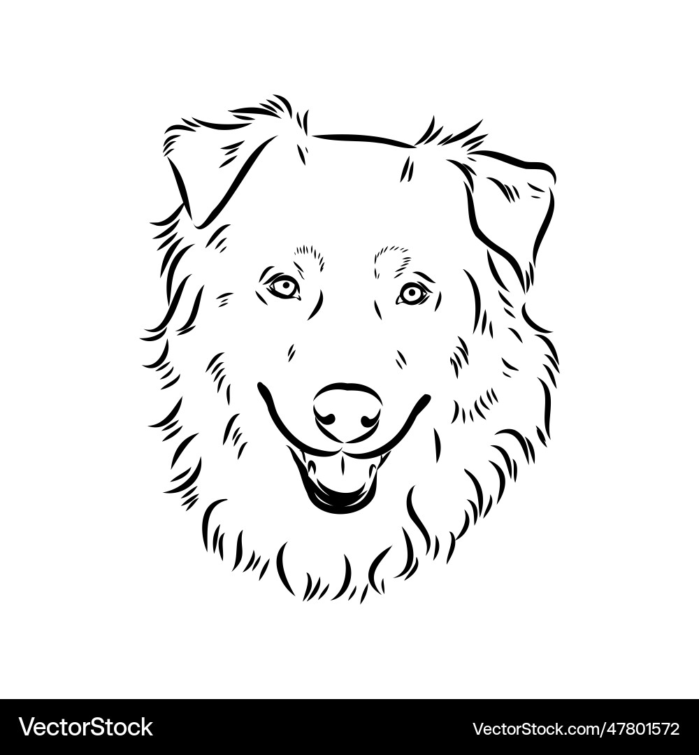Isolated one single australian shepherd dog head Vector Image