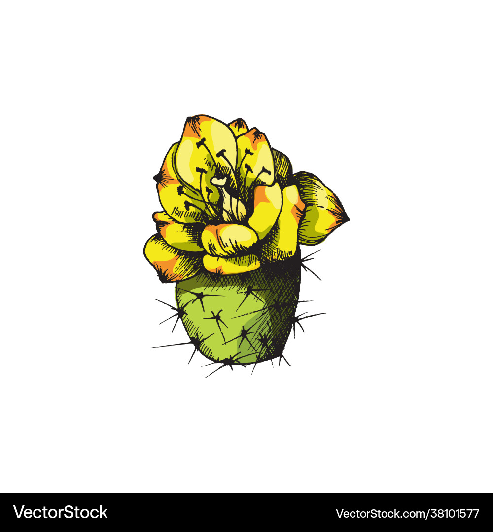 Blooming cactus plant with flower engraving Vector Image
