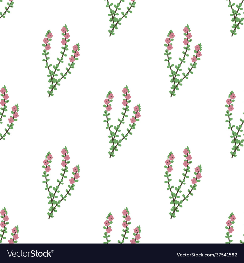 Seamless thyme pattern Royalty Free Vector Image