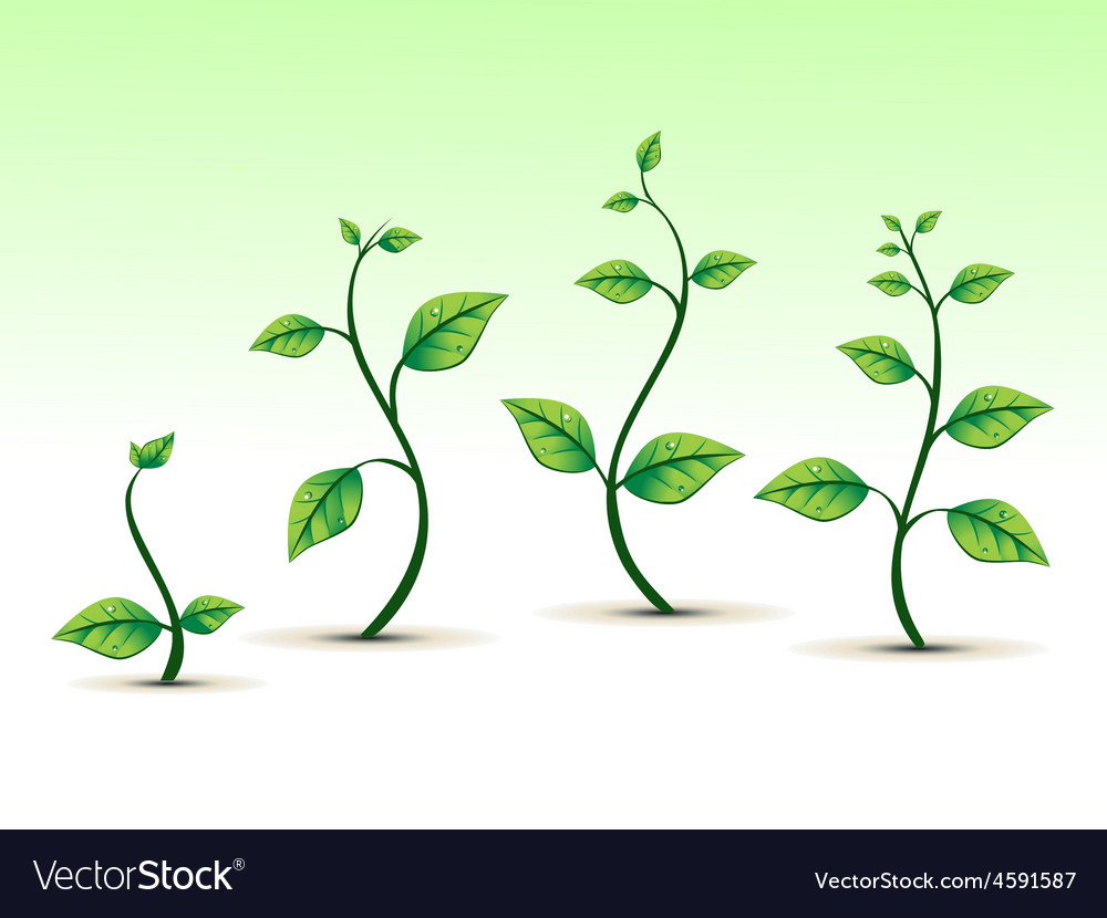Growing leaf Royalty Free Vector Image - VectorStock