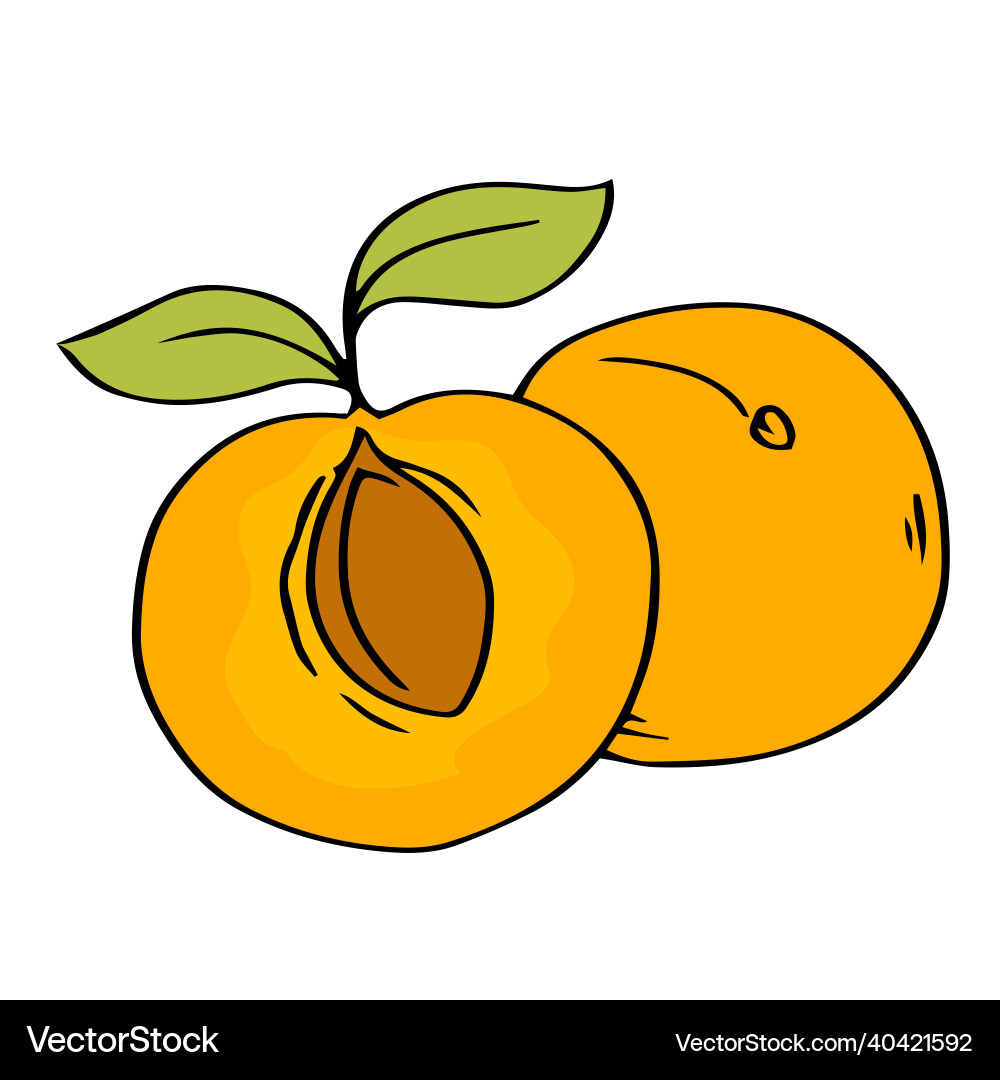 Art abricot on a white background Royalty Free Vector Image