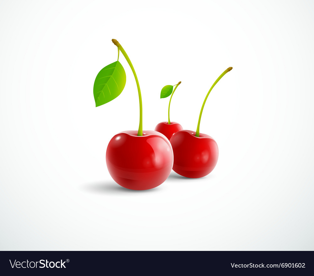 Cherry Royalty Free Vector Image - VectorStock