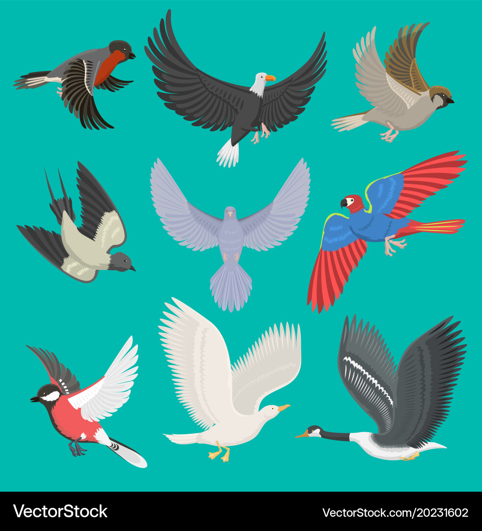 Fllying birds cartoon cute Royalty Free Vector Image