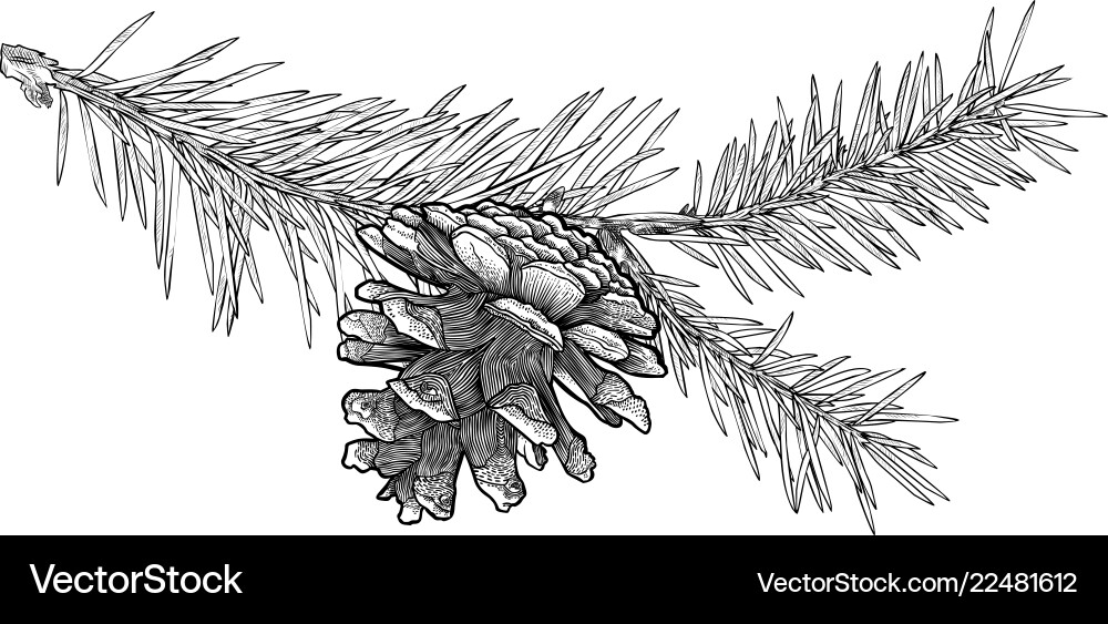 Hand drawn fir tree branch with cone isolated on Vector Image