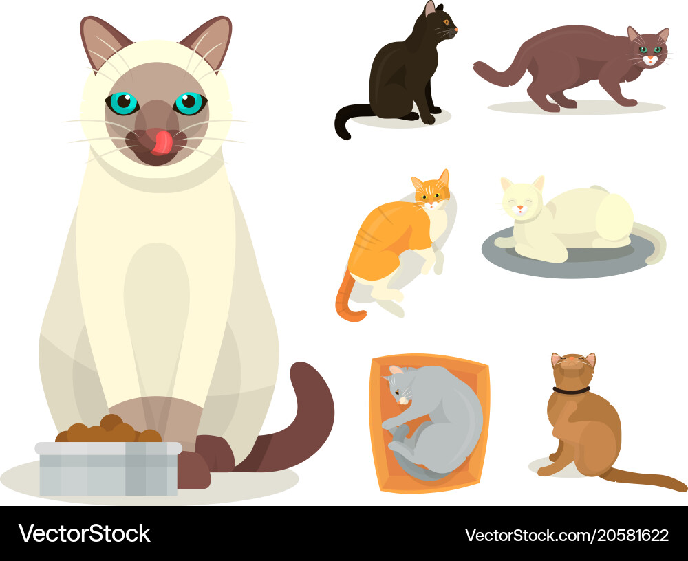 Different cat breeds cute kitty pet cartoon Vector Image