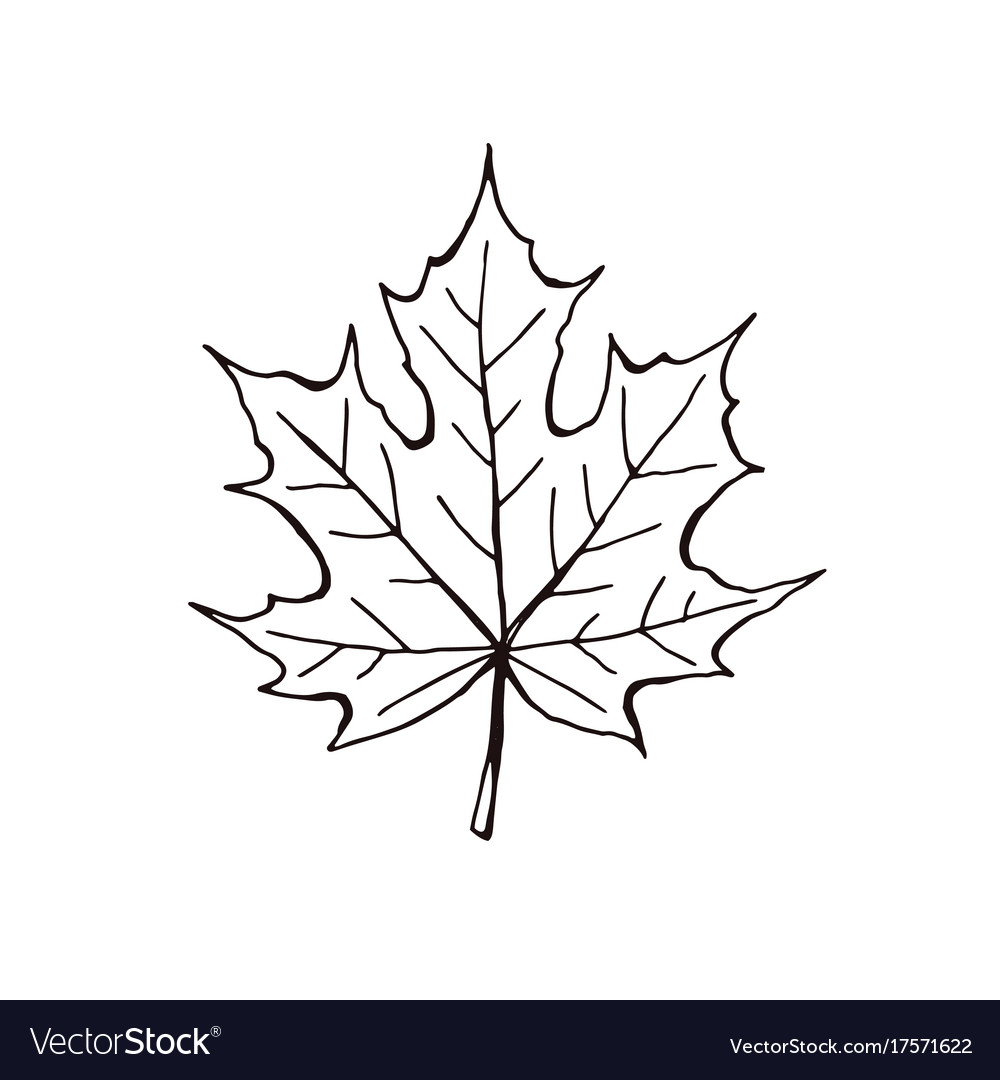 Leaf icon isolated Royalty Free Vector Image - VectorStock Leaf icon isolated Royalty Free Vector Image - VectorStock