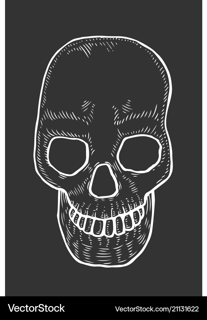 Skeleton of the human head Royalty Free Vector Image