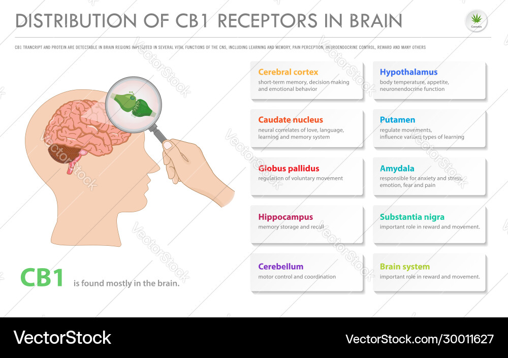 Distribution cb1 receptors in brain horizontal Vector Image