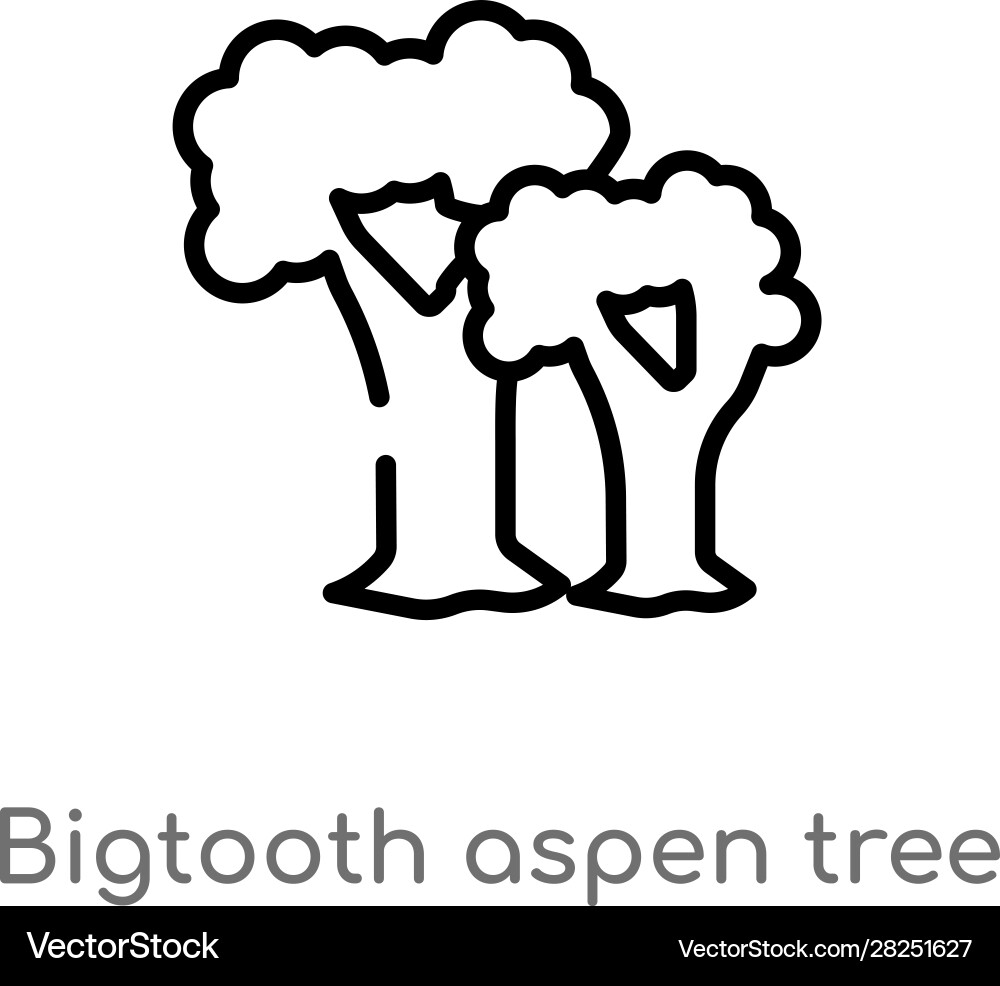 Outline bigtooth aspen tree icon isolated black Vector Image
