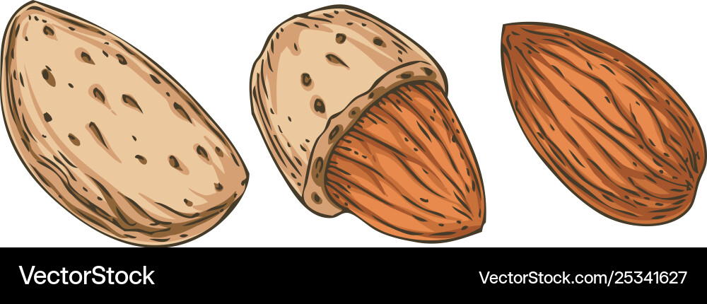 Almond Vector