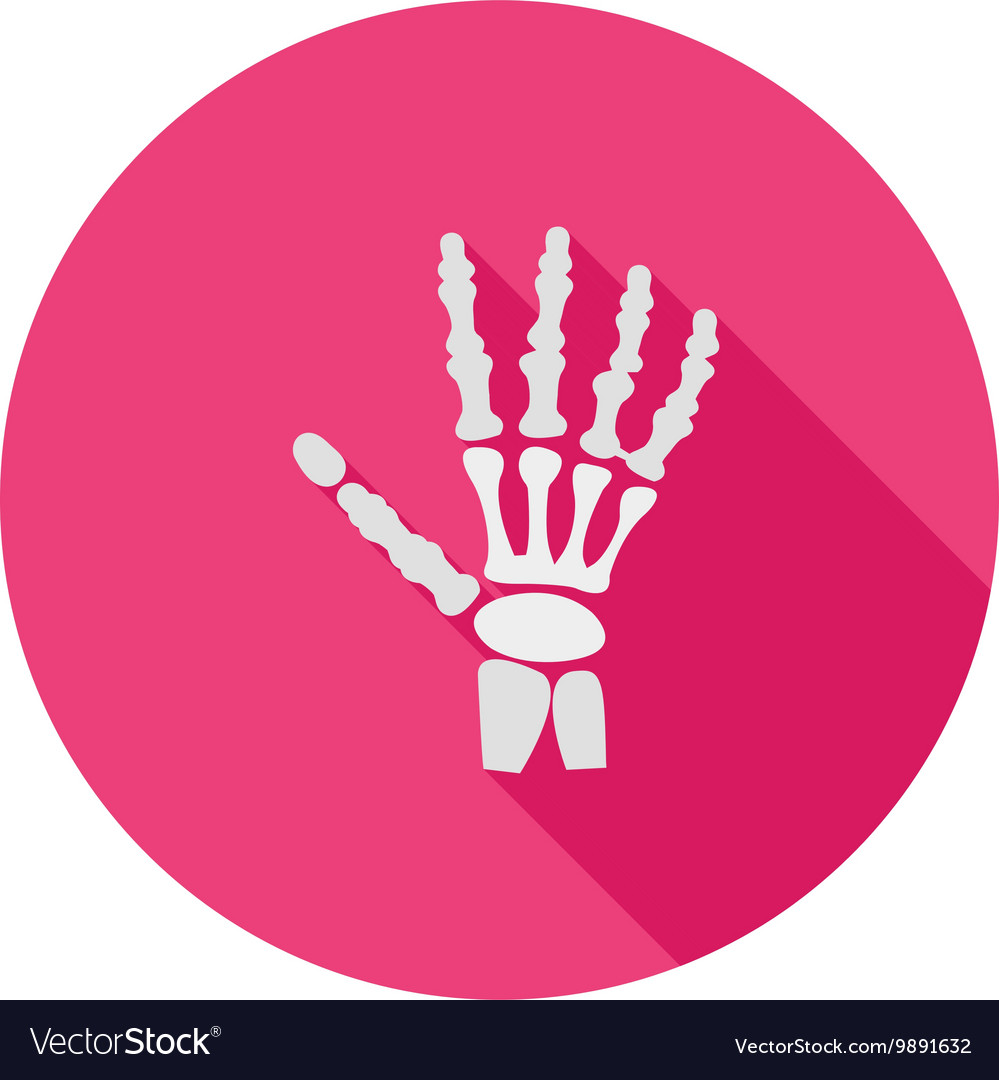 Hand skeleton Royalty Free Vector Image - VectorStock