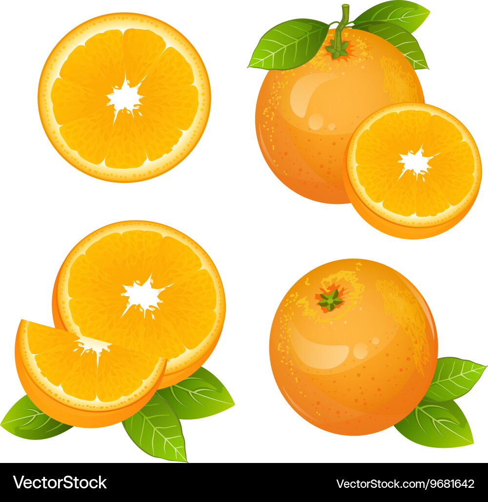 Fresh orange fruit slice set collection of Vector Image