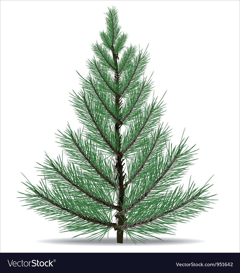 Pine tree Royalty Free Vector Image - VectorStock