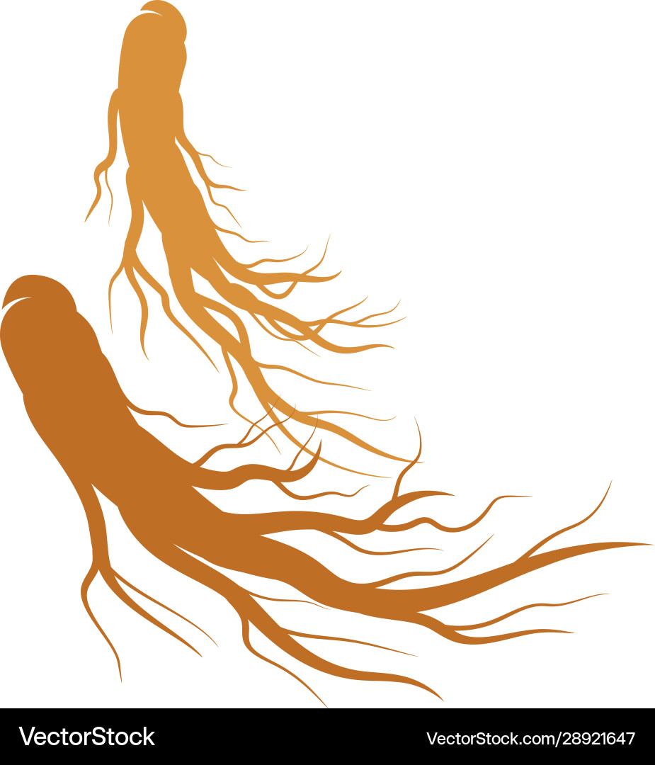 Ginseng icon Royalty Free Vector Image - VectorStock