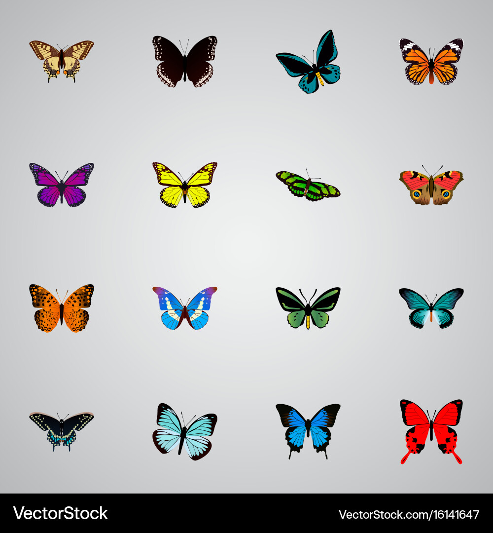 Realistic pipevine bluewing spicebush and other Vector Image