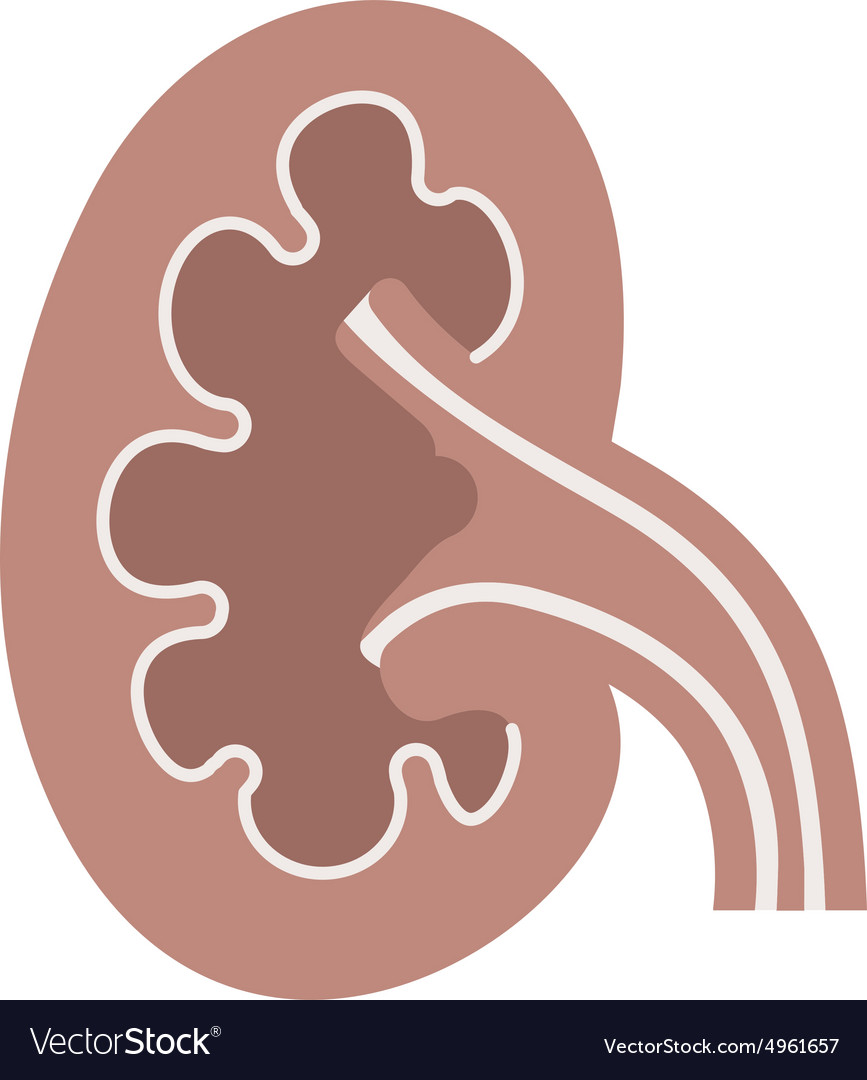 Kidney Royalty Free Vector Image - VectorStock