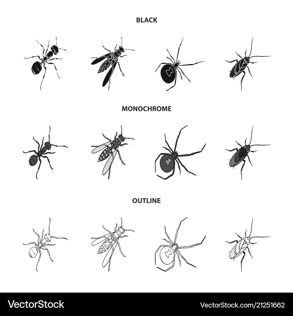 An insect arthropod osa a spider cockroach Vector Image