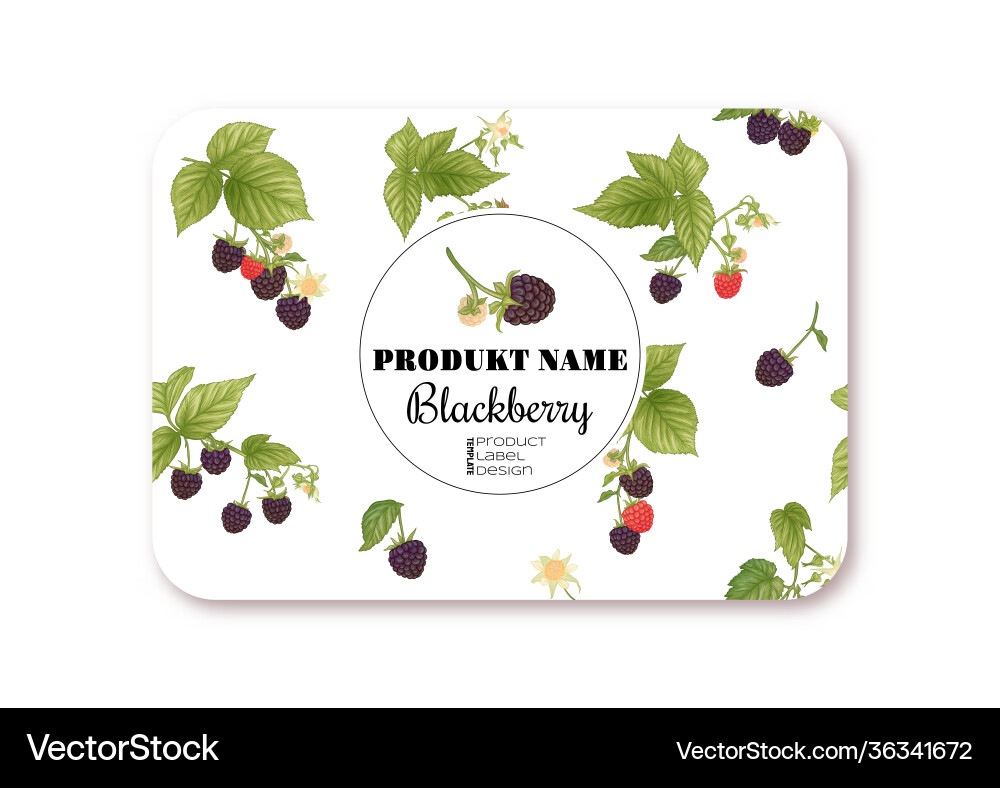Blackberry ripe berries on branch template Vector Image