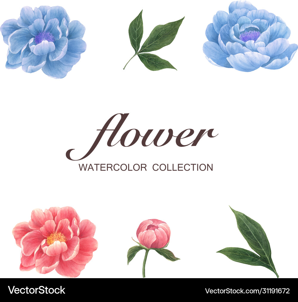 Bloom flower element design peony watercolor on Vector Image