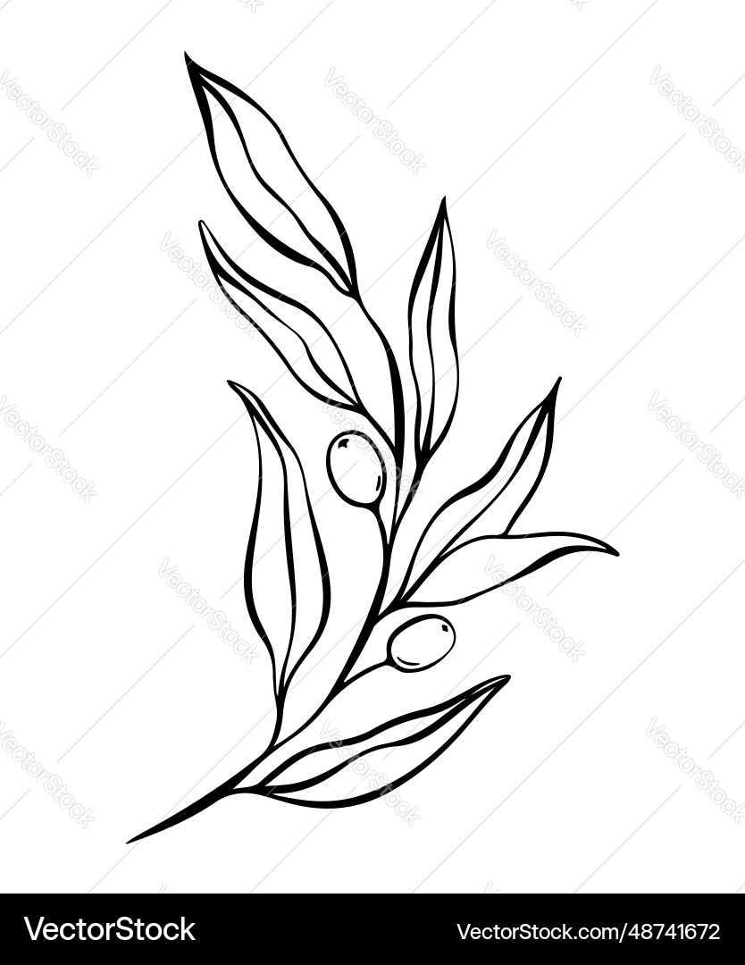 Botanical line of olive branch Royalty Free Vector Image