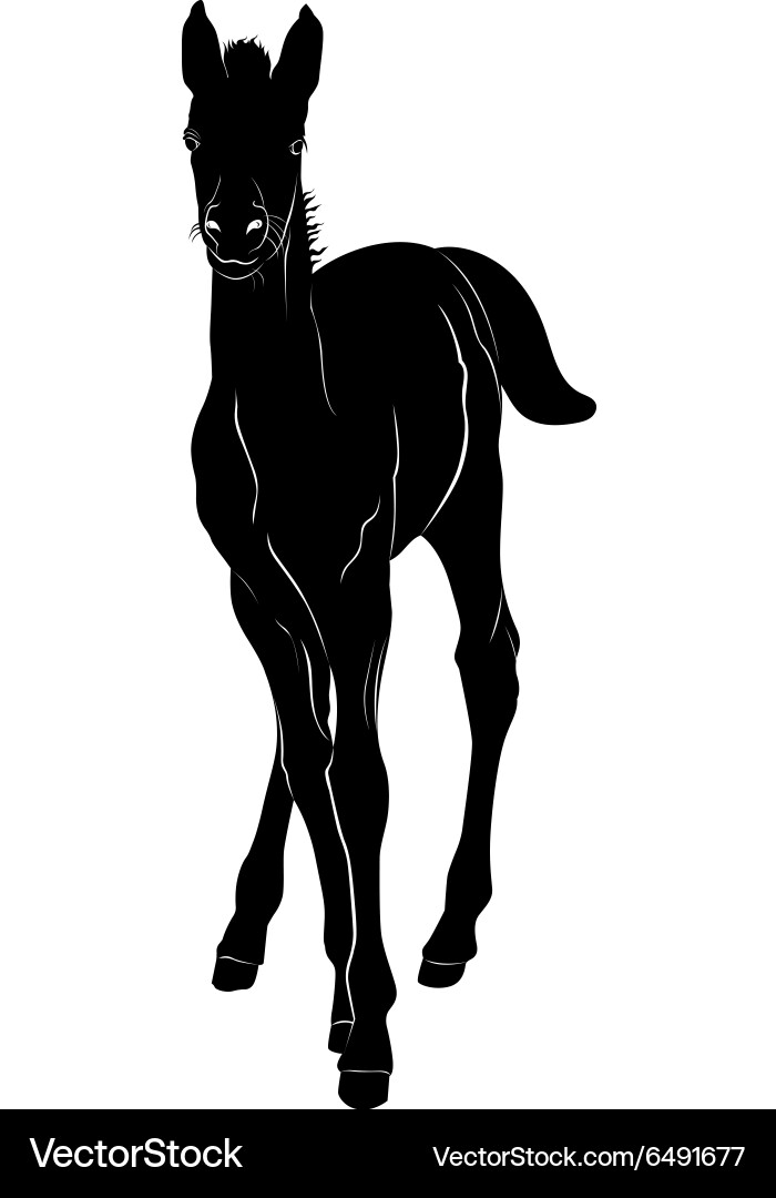 Foal Royalty Free Vector Image - VectorStock