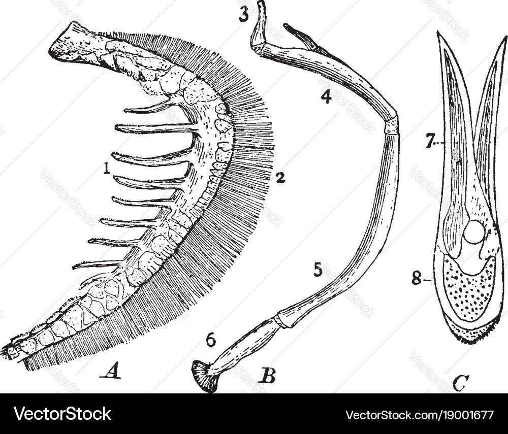 Parts fish gills vintage Royalty Free Vector Image