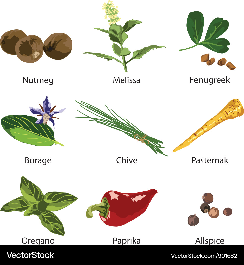 Set of different spices Royalty Free Vector Image