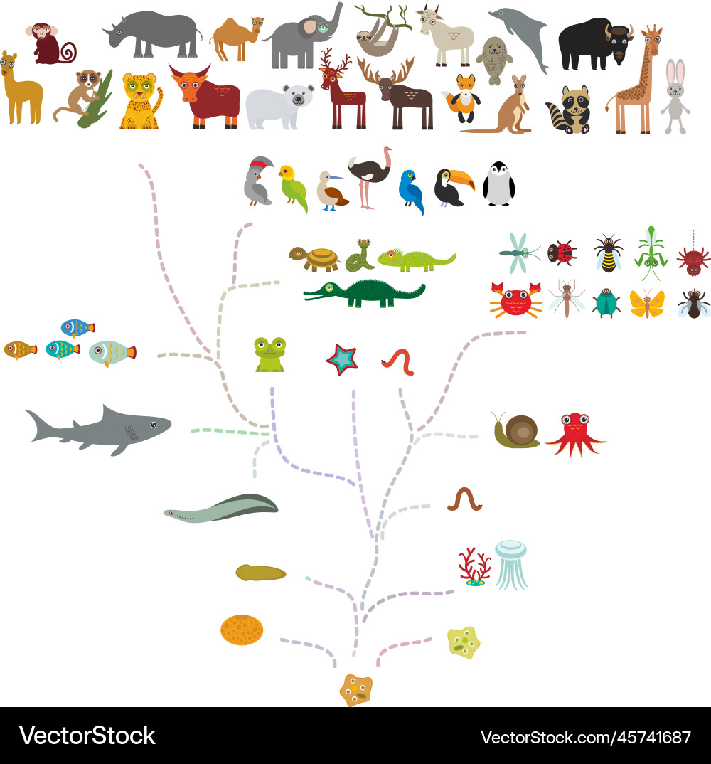 Evolution in biology scheme of animals Royalty Free Vector