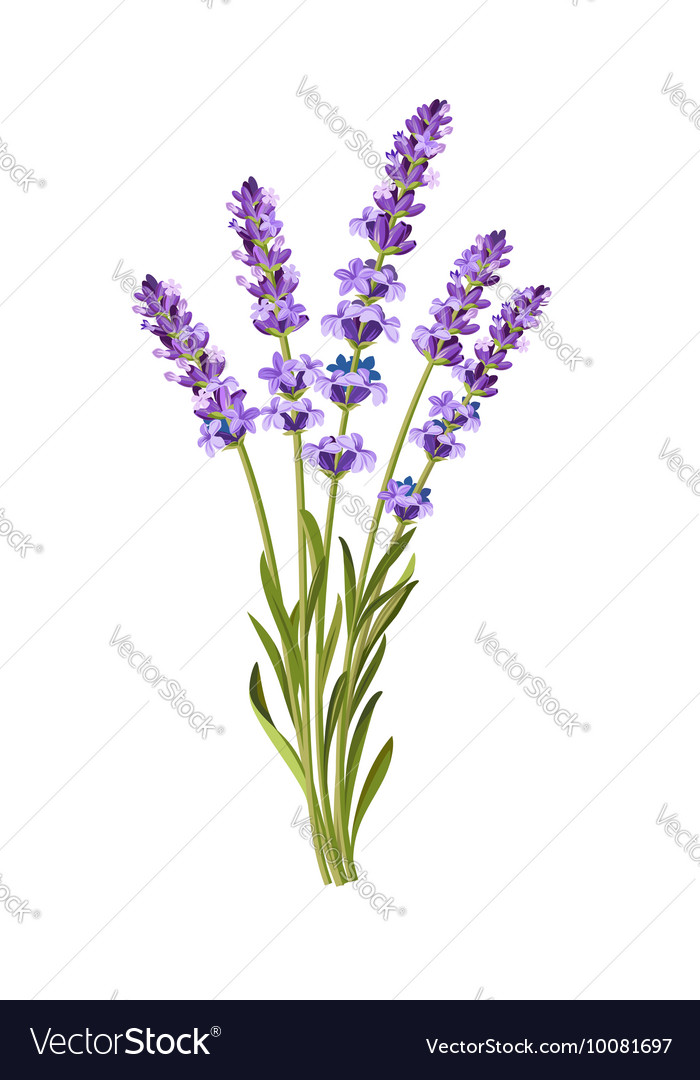 Lavender background Royalty Free Vector Image - VectorStock