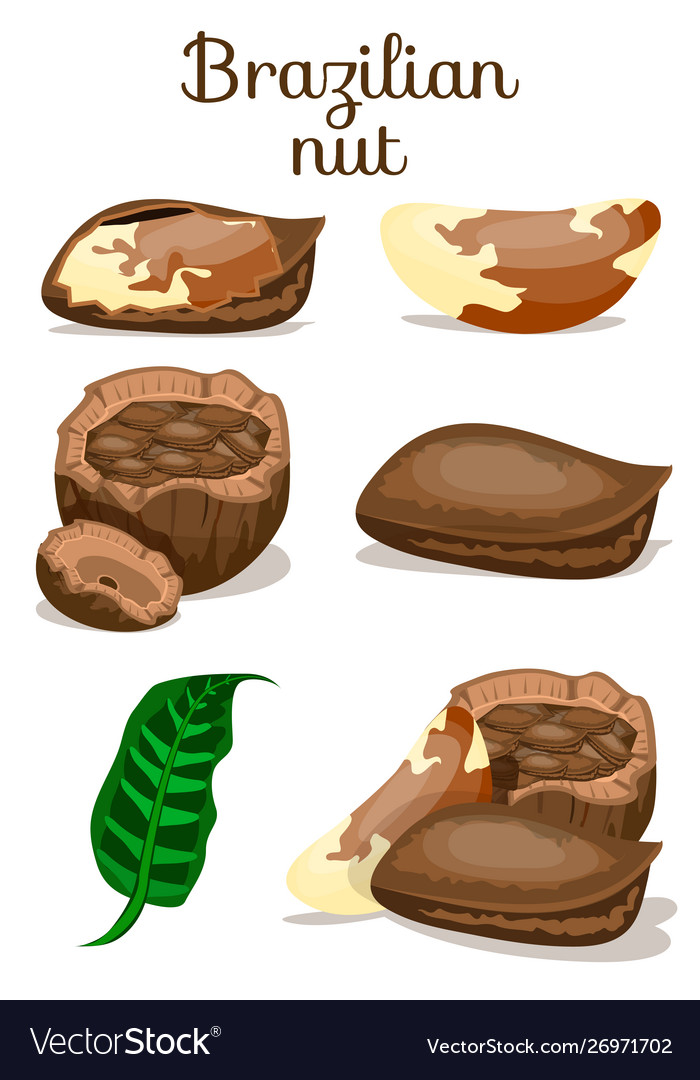 Set nuts Royalty Free Vector Image - VectorStock