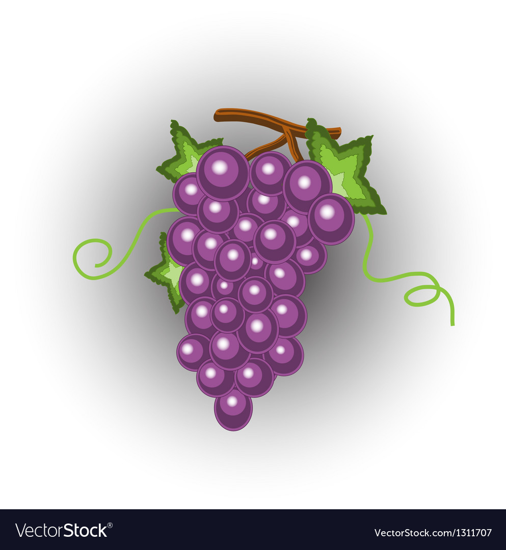 Grapes Royalty Free Vector Image - VectorStock