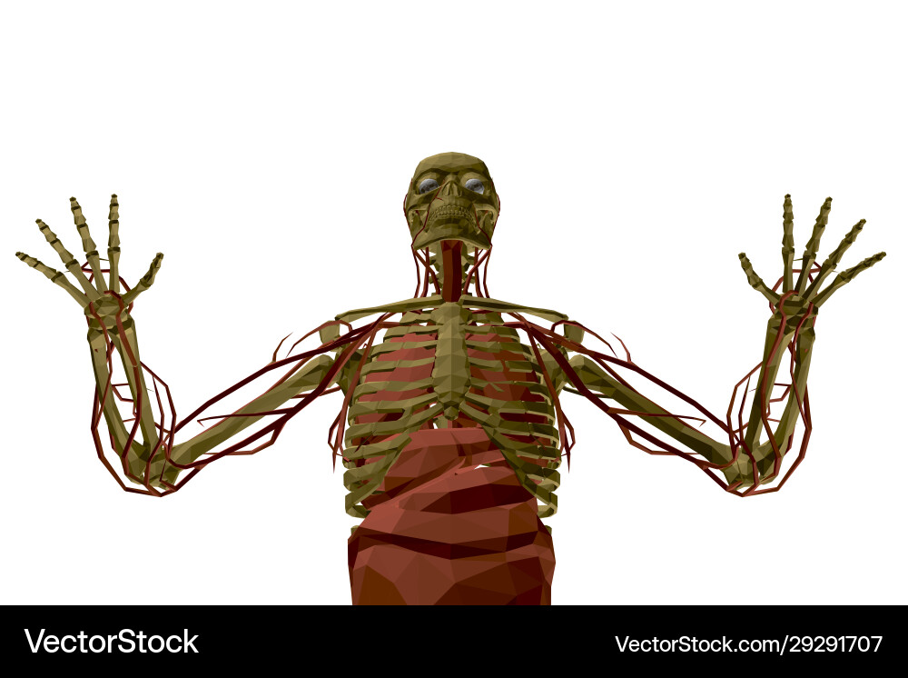 Human skeleton with blood vessels and internal Vector Image