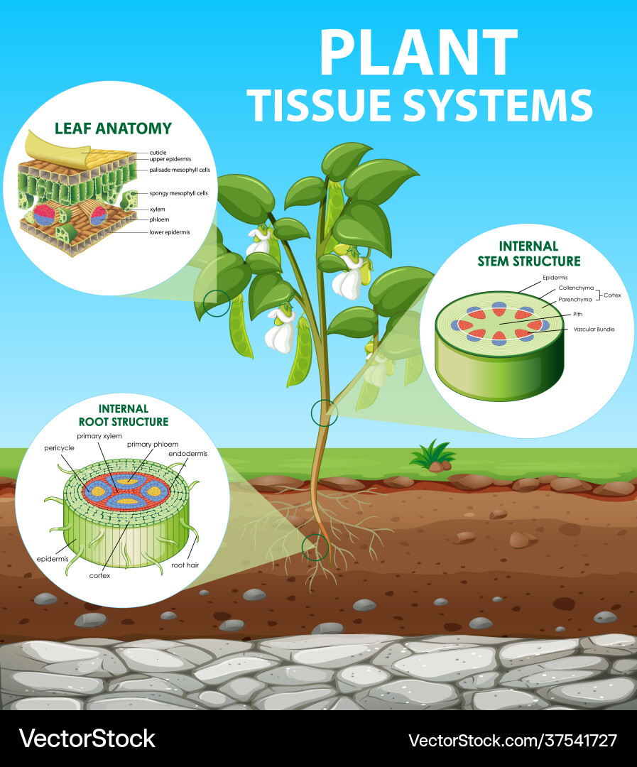 Diagram showing plant tissue systems Royalty Free Vector