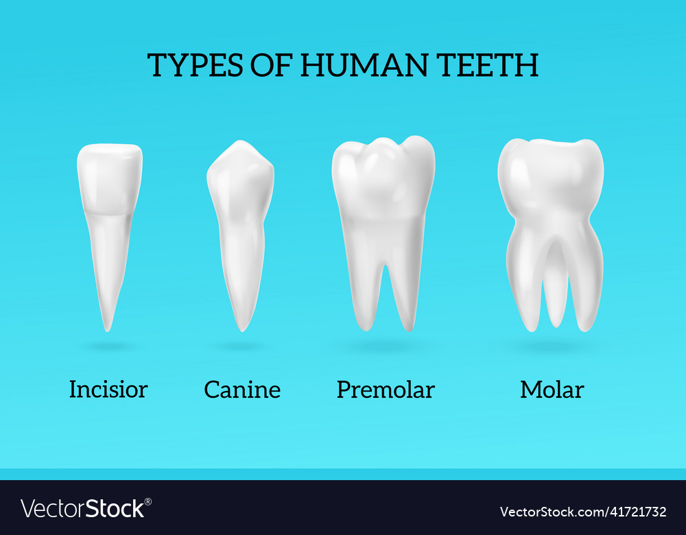 Realistic teeth types set Royalty Free Vector Image