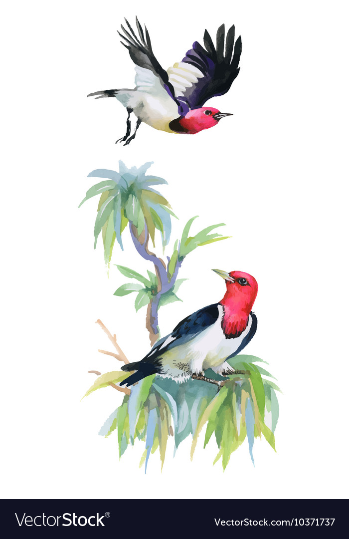 Watercolor colorful birds and branch with green Vector Image