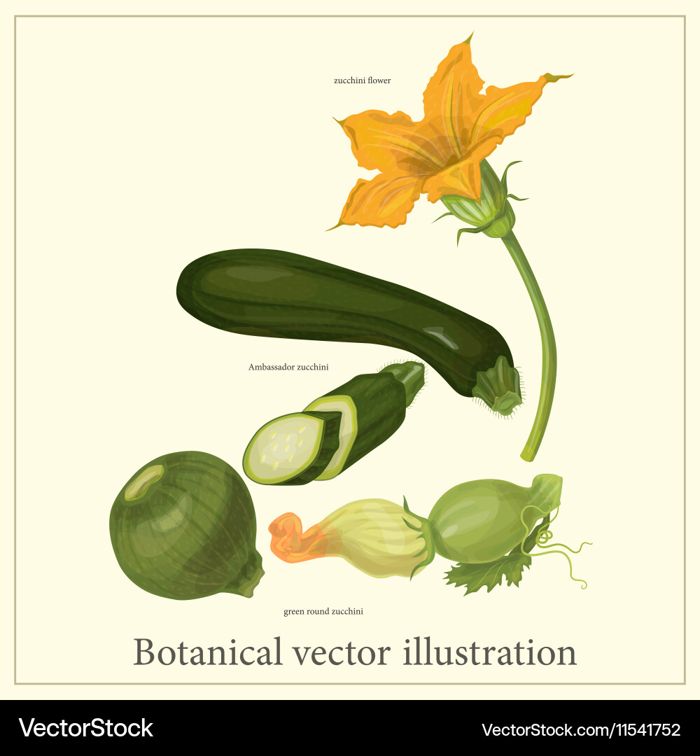 Botanical of zucchini Royalty Free Vector Image