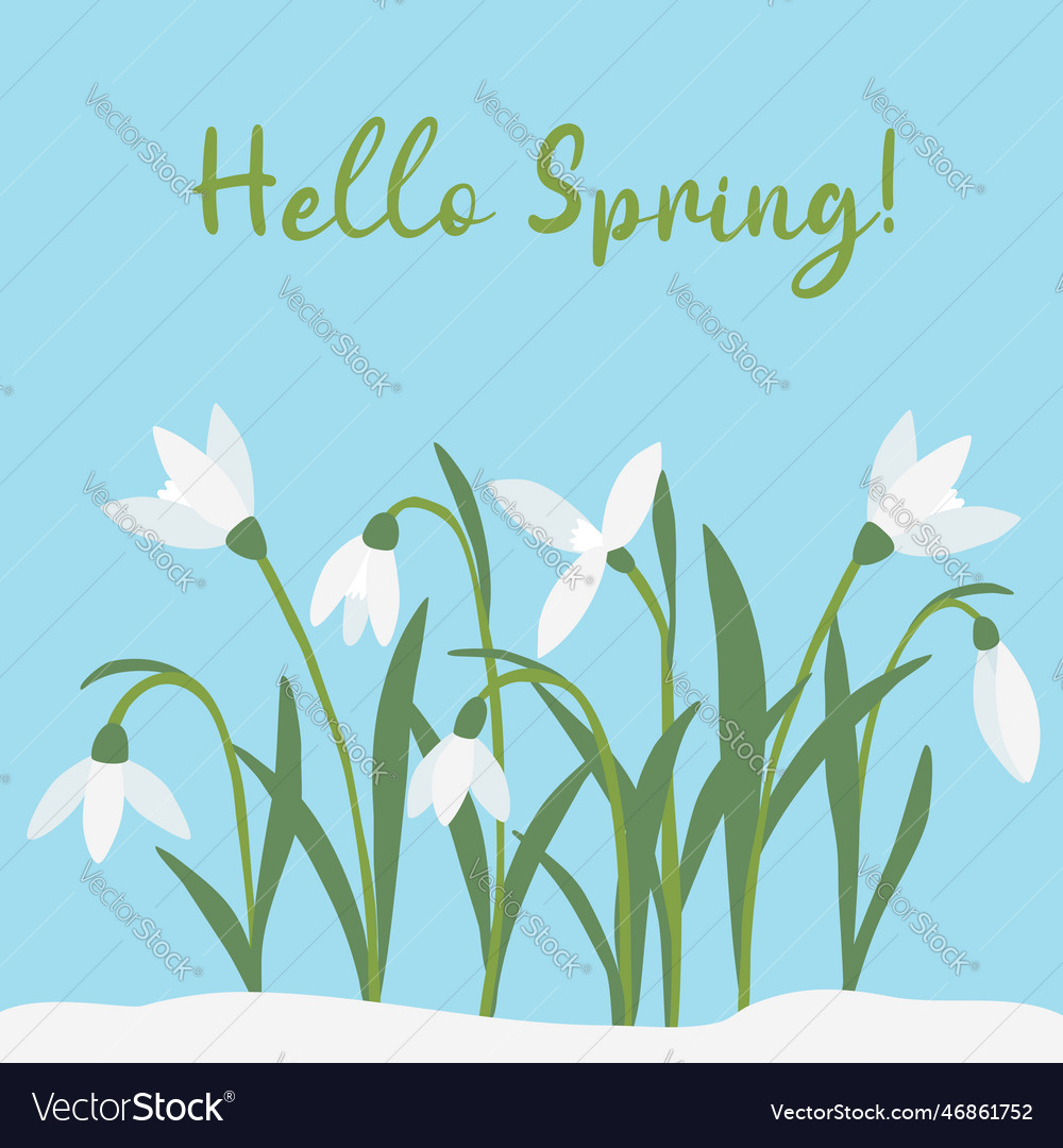 Greeting card with snowdrops spring flowers hello Vector Image Greeting card with snowdrops spring flowers hello Vector Image