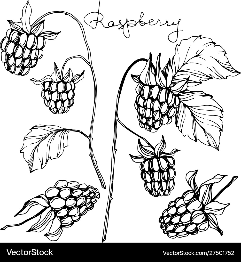 Raspberry healthy food isolated black Royalty Free Vector