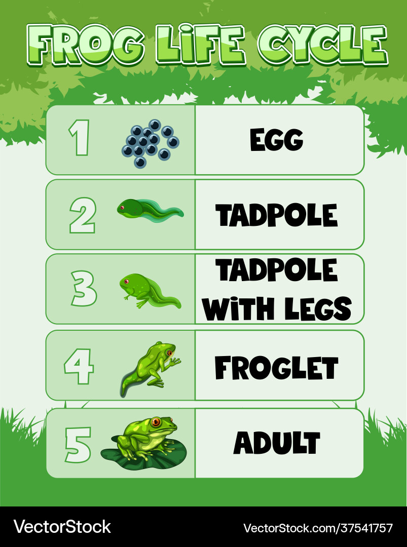 Diagram showing life cycle frog Royalty Free Vector Image