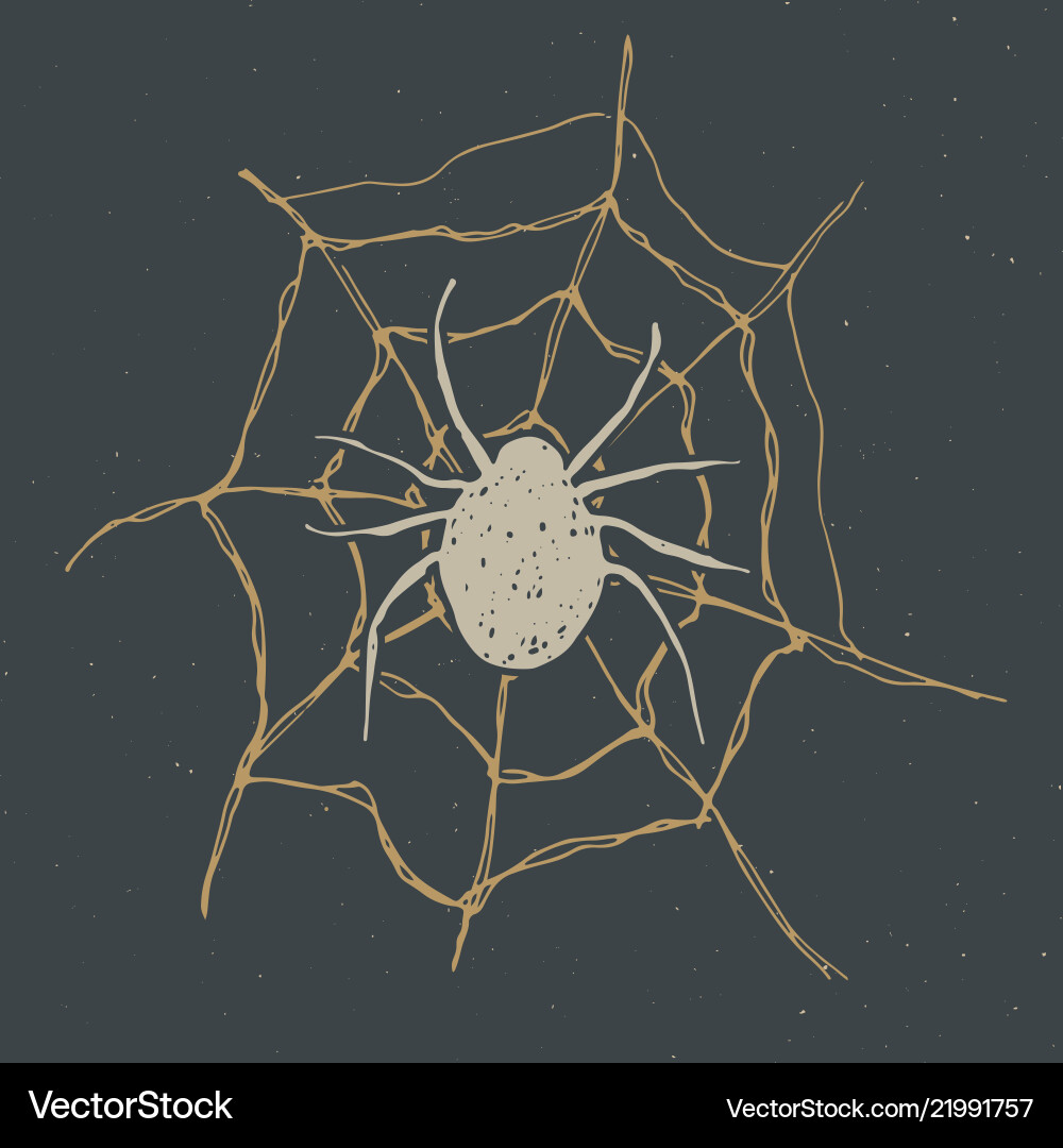 Spider and web vintage label hand drawn sketch Vector Image