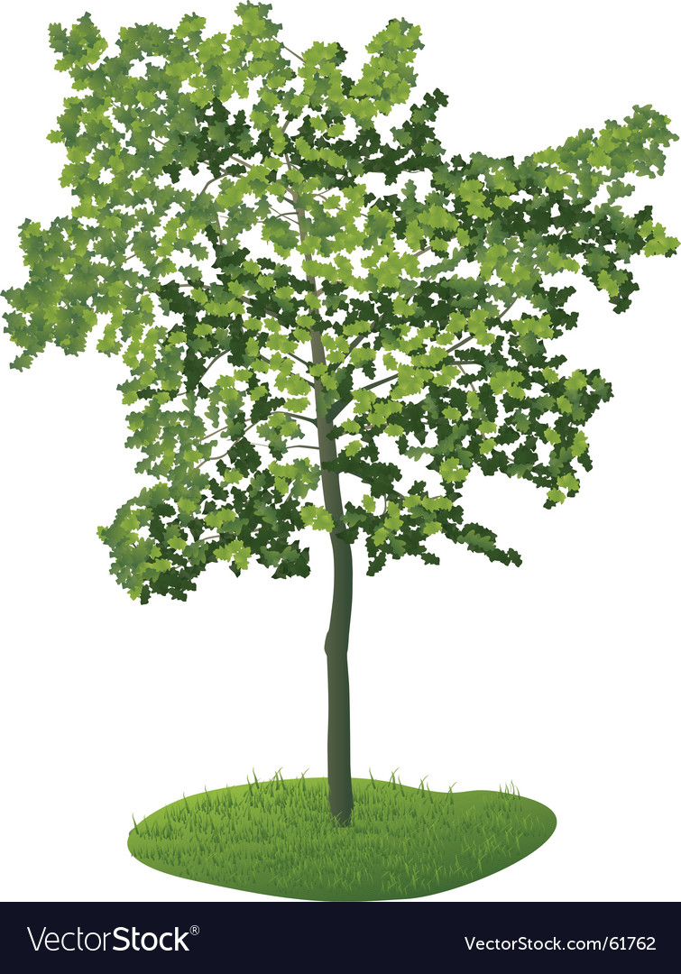Tree Royalty Free Vector Image - VectorStock