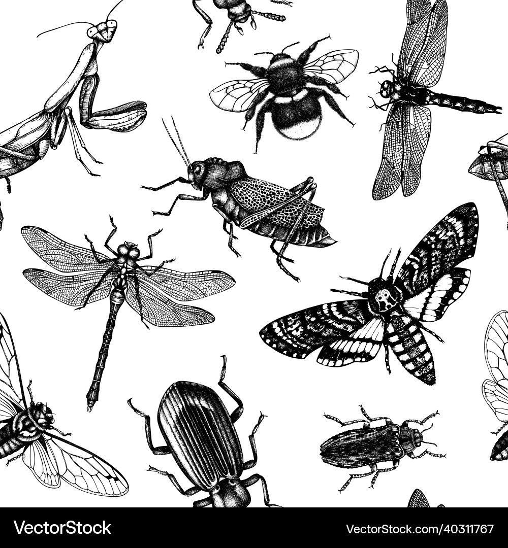 Background with high detailed insects sketches Vector Image