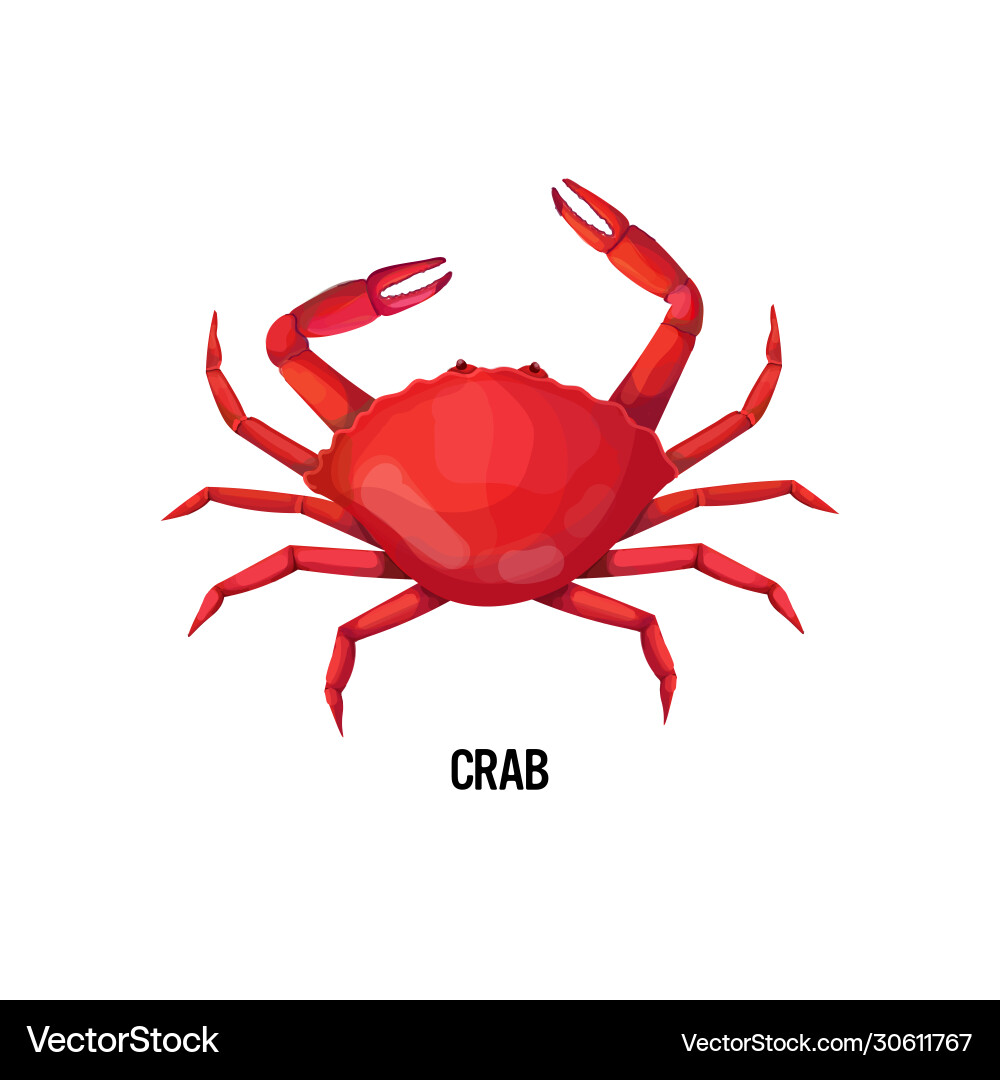 Fresh crab isolated on white background seafood Vector Image