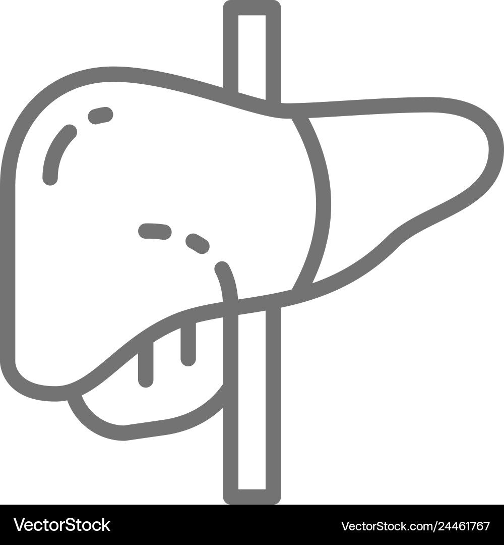 Liver human organ line icon Royalty Free Vector Image