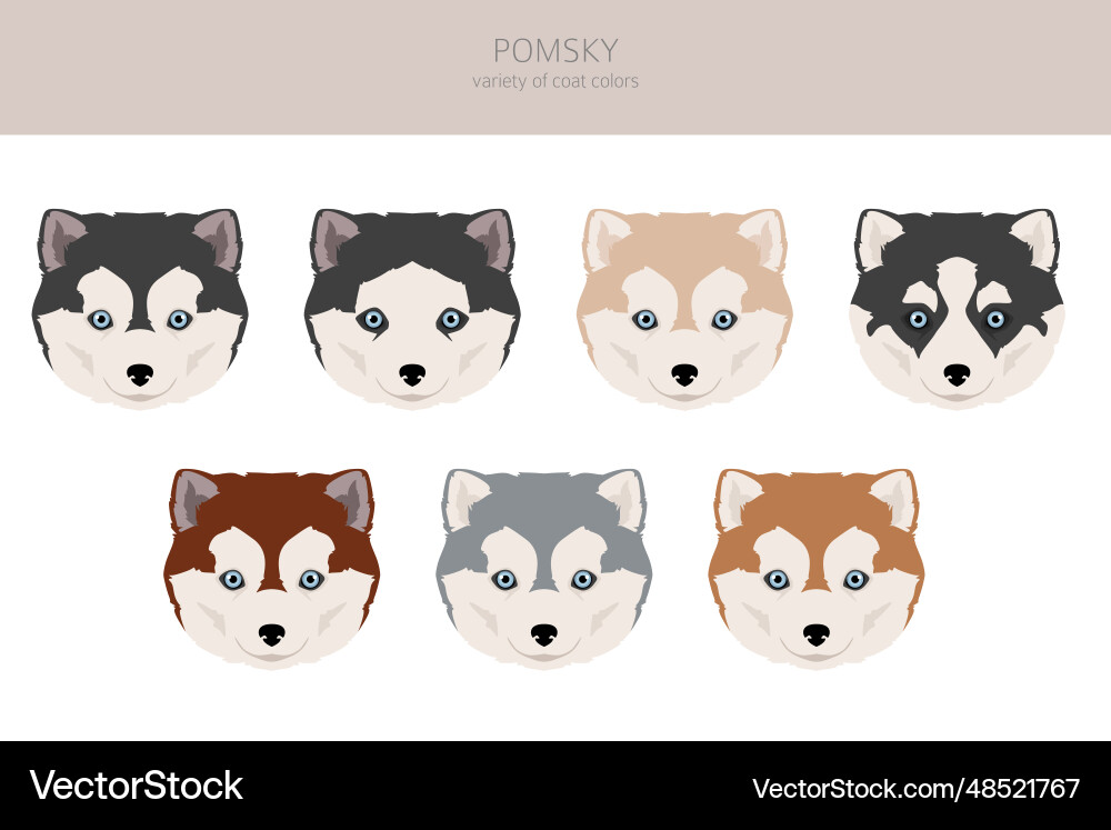 Pomsky clipart pomeranian husky mix different Vector Image