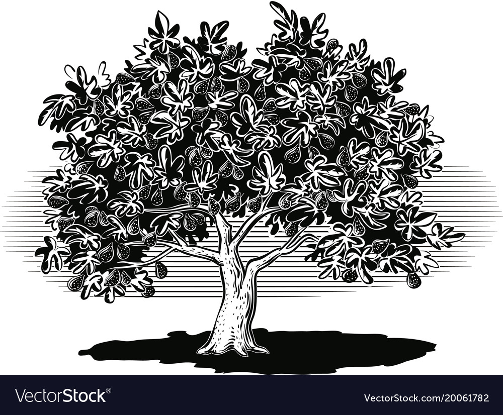 Fig tree laden with ripe fruit Royalty Free Vector Image