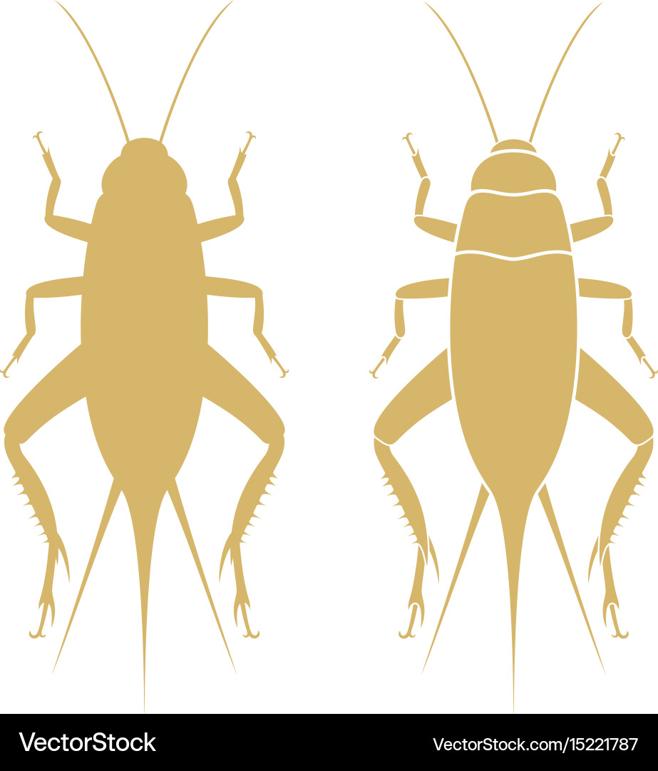 Field cricket isolated cricket on white Royalty Free Vector