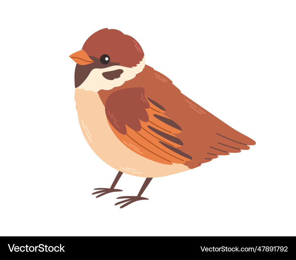 Cute sparrow of house sparrow Royalty Free Vector Image